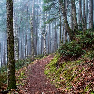 Forest Canvas, Forest Decor, Landscape Canvas, Tree Canvas, Woodland ...