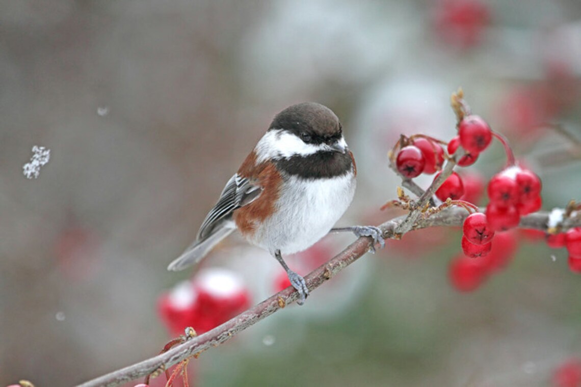 Chickadee Print Bird Art Winter Art Christmas Decor - Etsy Canada