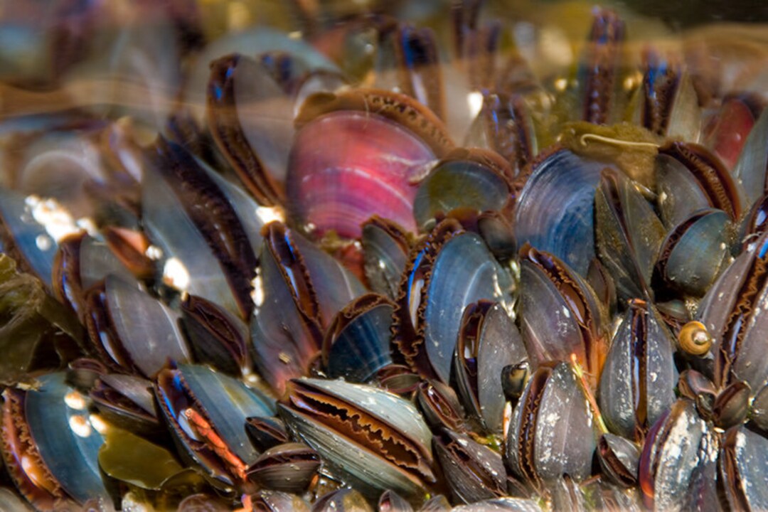 Underwater, Mussel Shells, Seafood, Ocean Print, Ocean Wall Art, Ocean ...
