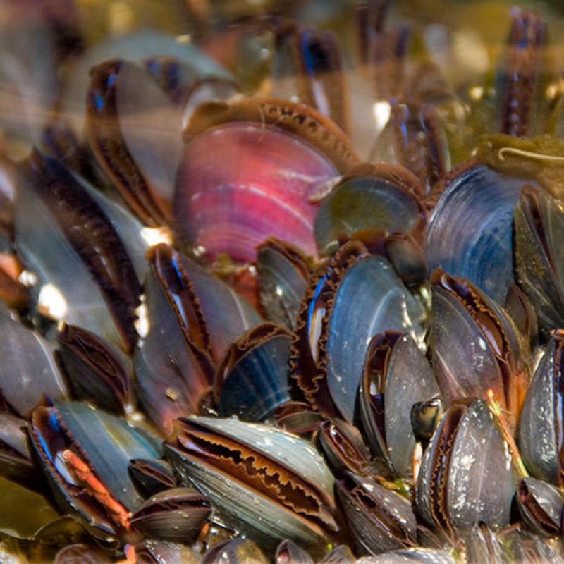 Large Mussel Shells - Etsy