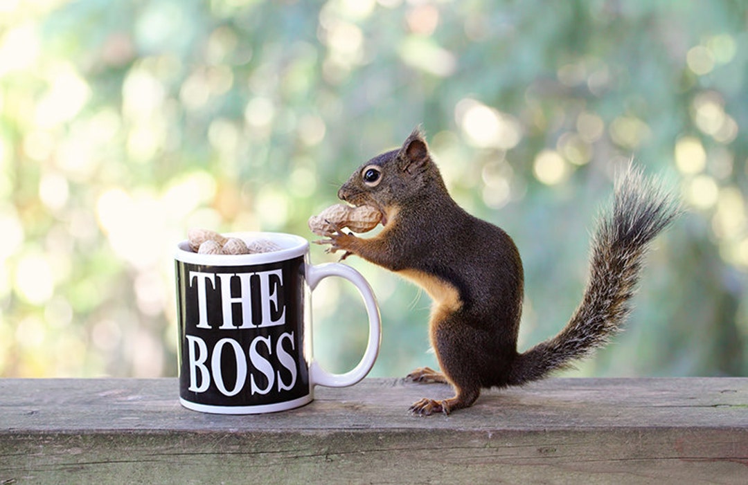 Boss Gifts, Funny Gift for Her, Squirrel Print, Gift for Boss, Funny ...