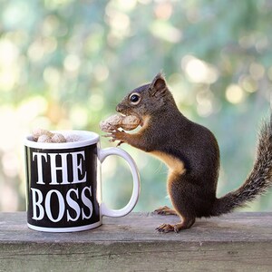 Boss Gifts, Funny Gift for Her, Squirrel Print, Gift for Boss, Funny ...