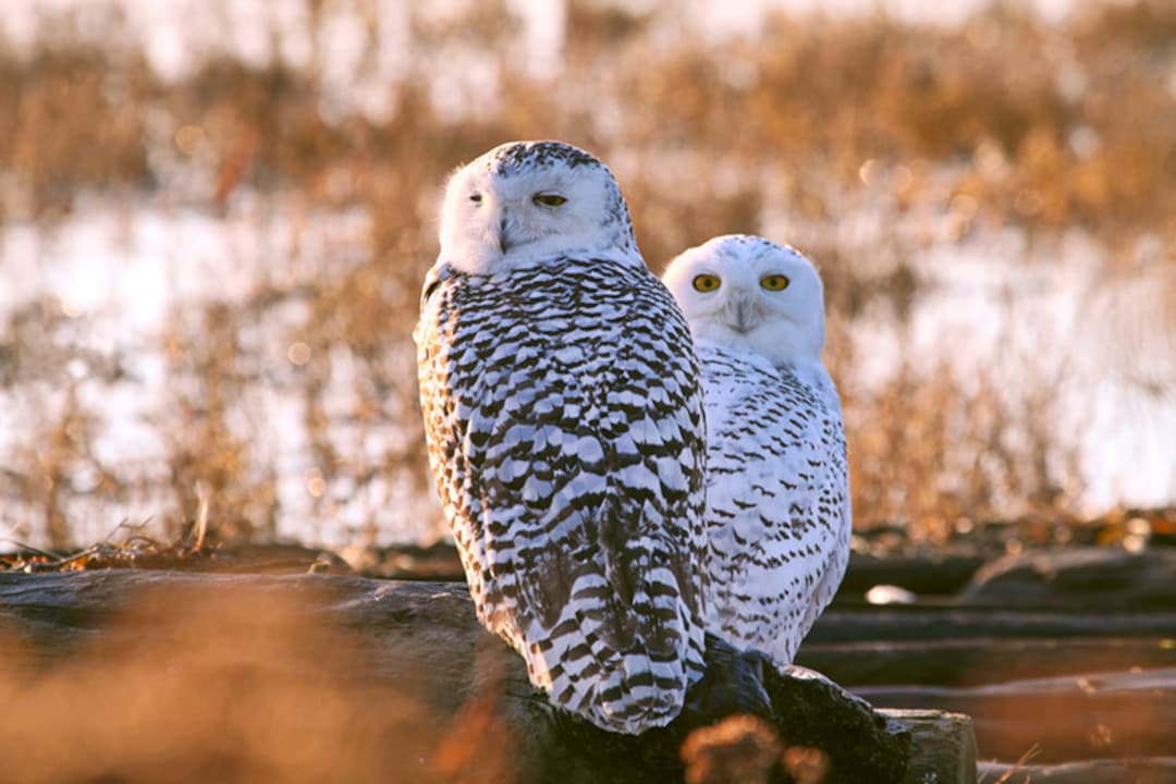Owl Decor, Owl Print, Snowy Owls, Two Birds, Bird Couples, Nature ...