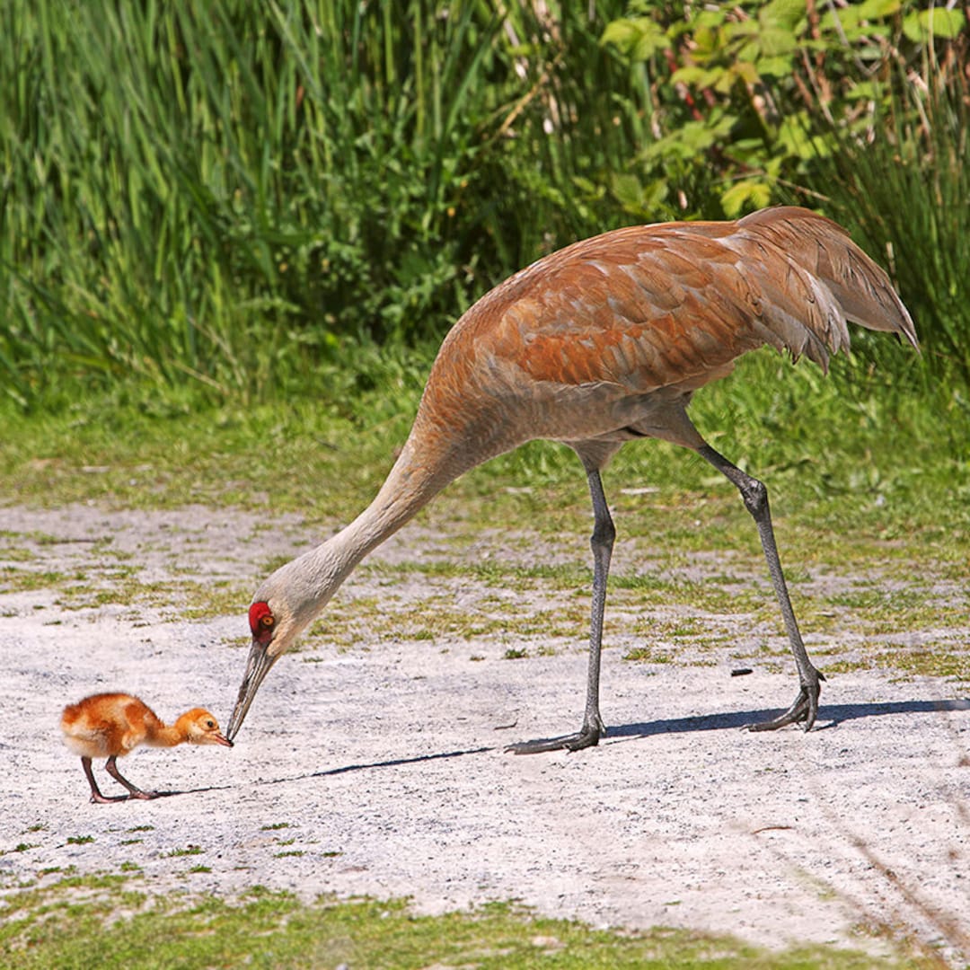 Sandhill Cranes, Baby Animal Print, Cranes, Mothers Day Gift, Gift for ...