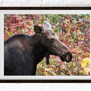 Moose Art, Woodland Animals, Moose Print, Nature Photography, Moose ...
