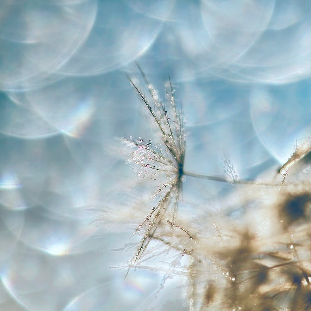 Dandelion Photography, Dandelion Print, Blue Print, Flower Art ...