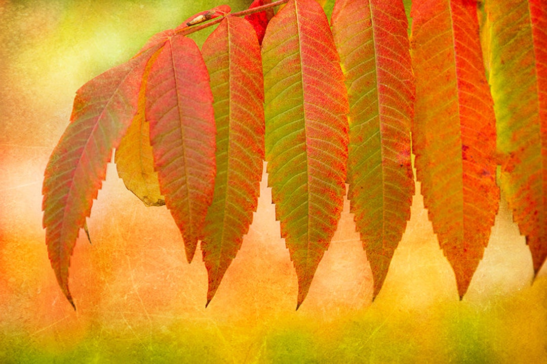 Leaf Print Nature Print Fall Leaves Colorful Wall Art - Etsy