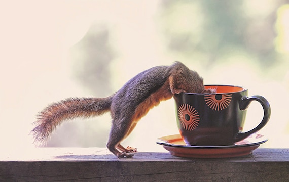 Funny Animals Coffee Gone