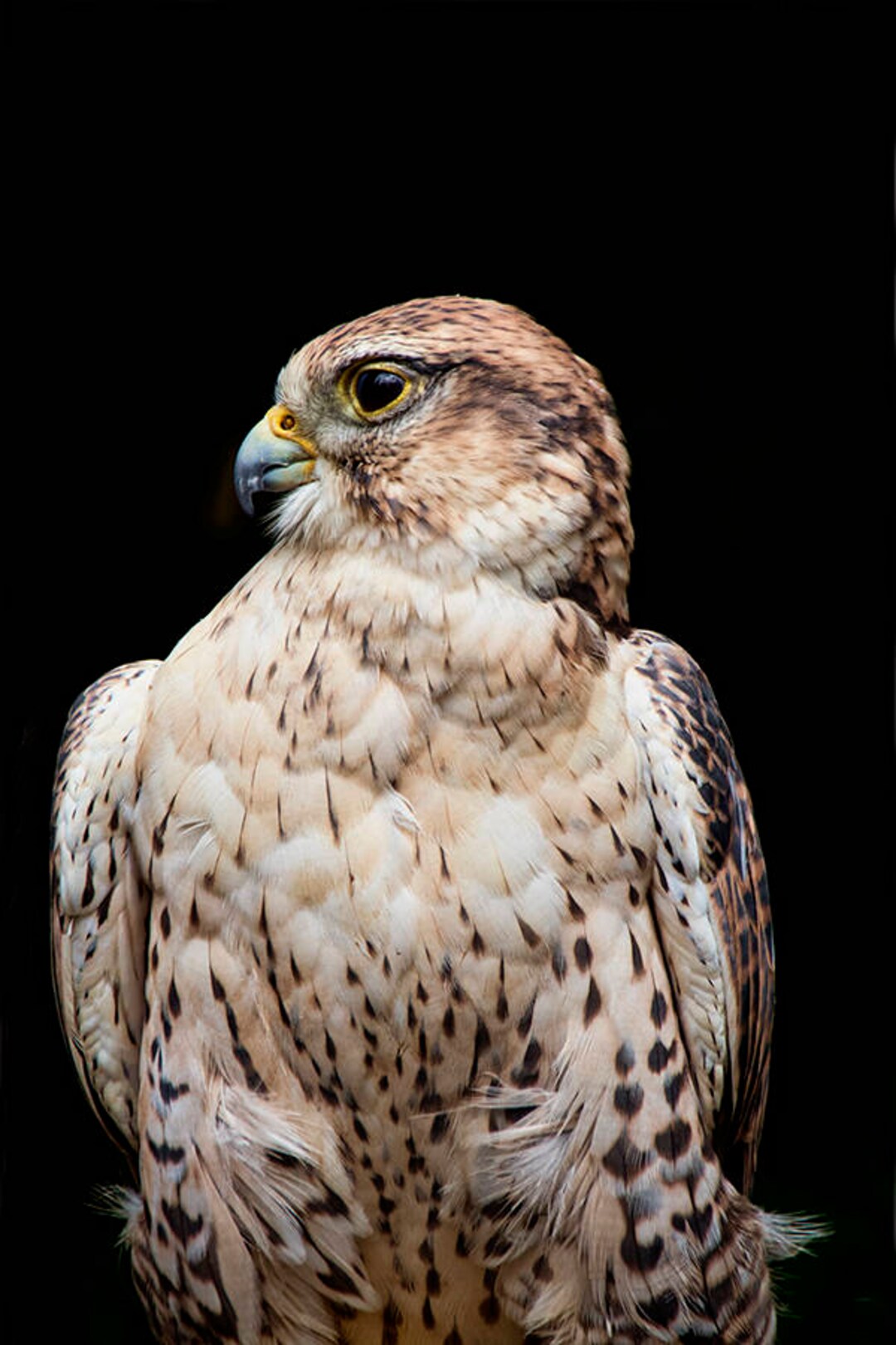 Hawk Art, Ferruginous Hawk, Hawk Print, Bird of Prey, Raptors, Rough ...