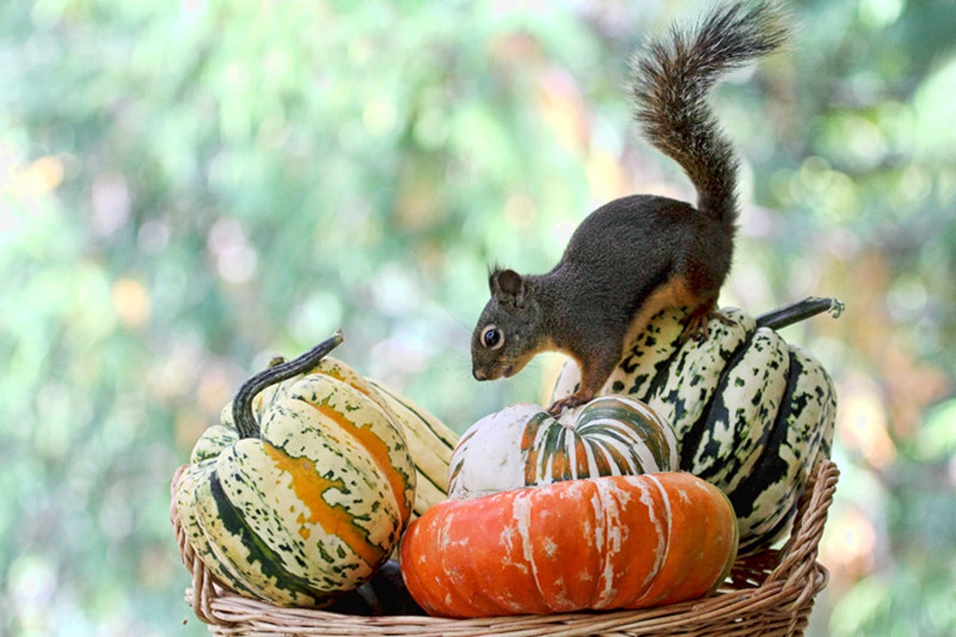 Autumn Decor, Squirrel Print, Fall Decor, Pumpkins, Squashes, Funny ...