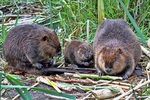 Castor Animal cadeau bébé animaux photographie de la faune | Etsy