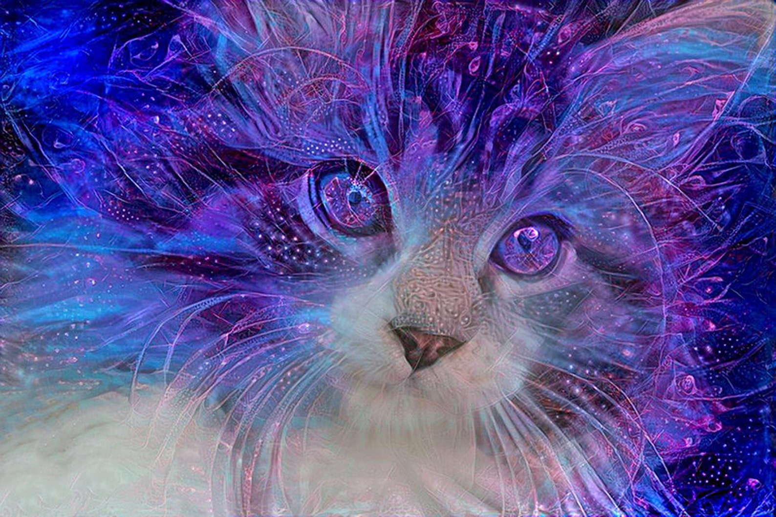 Purple Cat Art Maine Coon Cat Colorful Cat Art Crazy Cat - Etsy