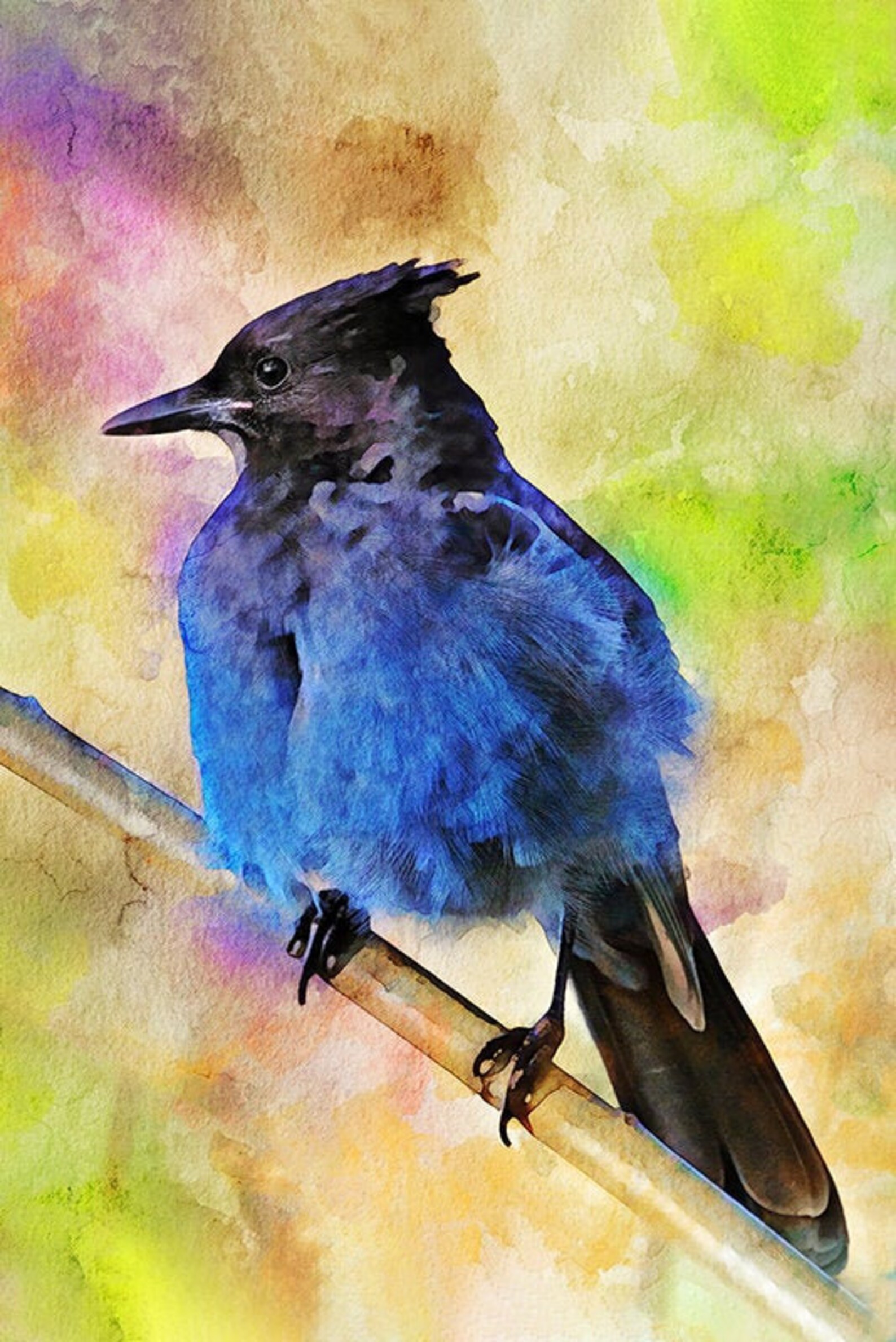 Stellers Jay Print Jay Bird Art Bird Lover Art Print Nature - Etsy