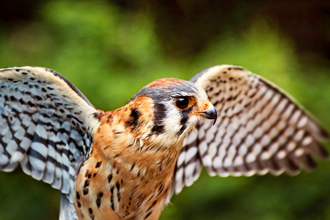 American Kestrel, Falcon Print, Raptor Photography, Bird of Prey, Bird ...