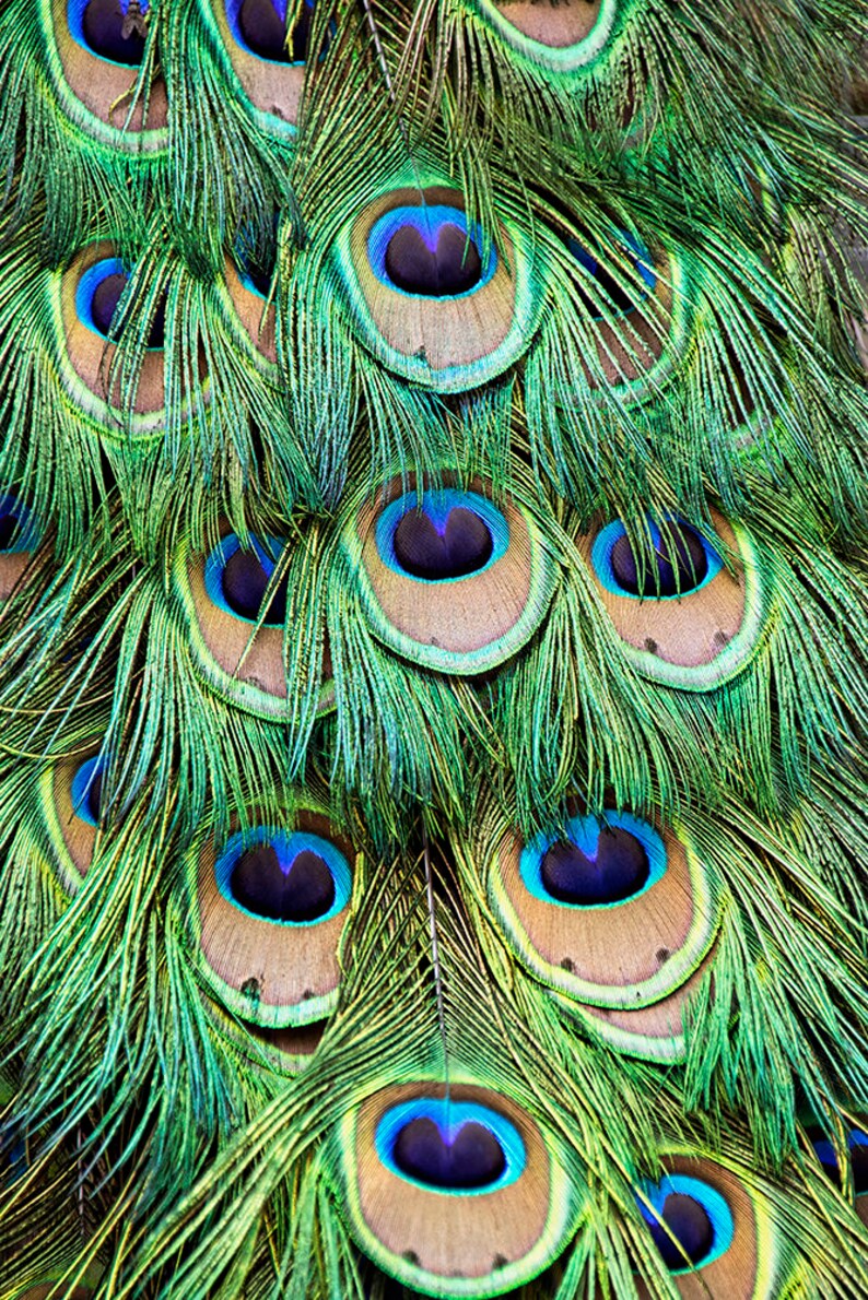 Peacock Top Peacock Costume Tank Tops for Women Colorful - Etsy