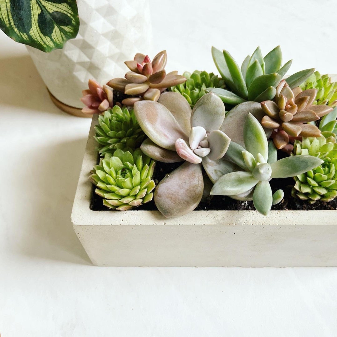 Rectangle Concrete Planter, Cement Planter, Handmade Succulent Planter ...