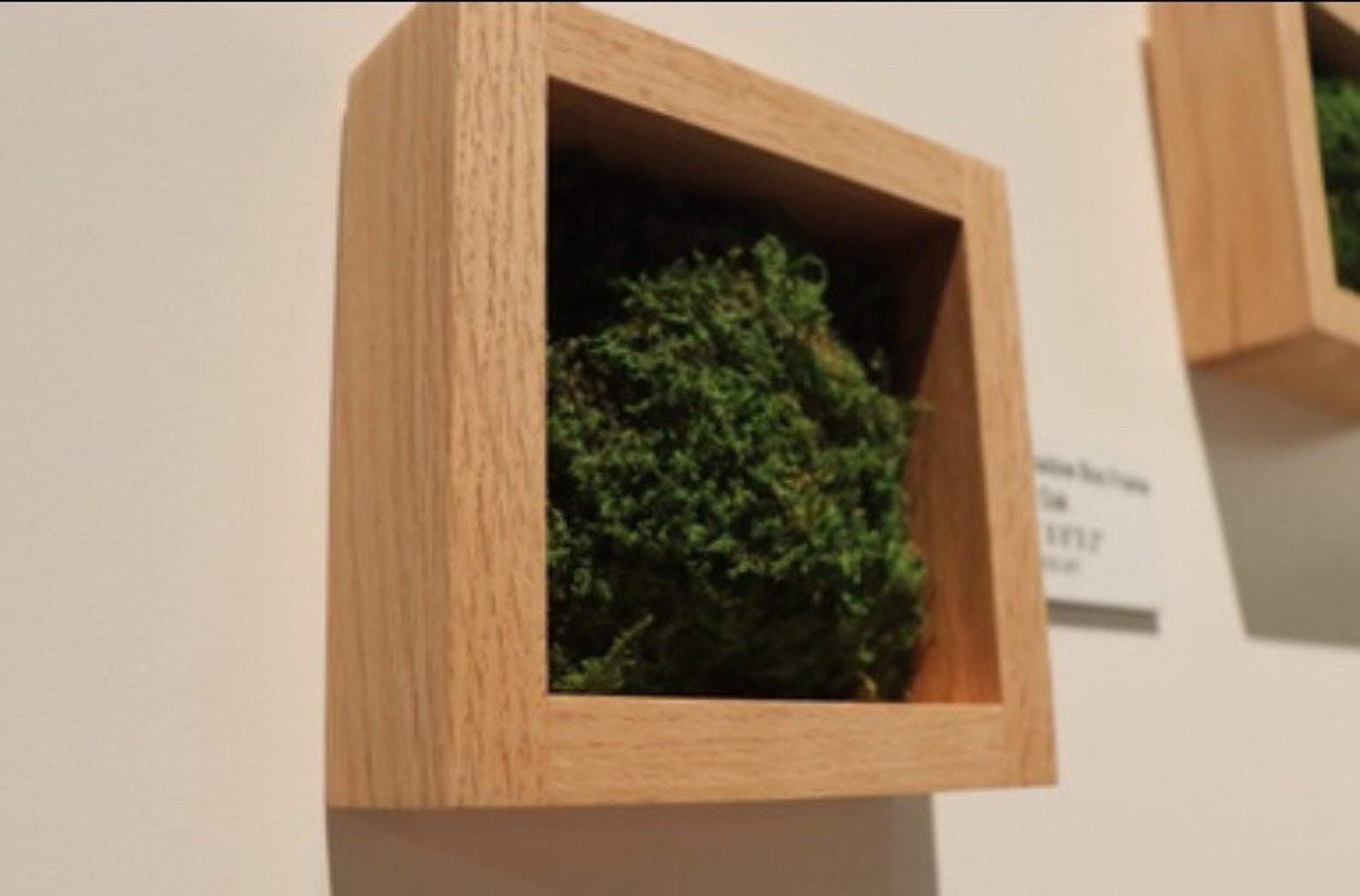 Shadow Box Frame moss art Moss wall Wall shadow box | Etsy