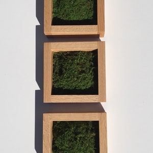 Shadow Box Frame - Moss Art - Moss Wall - Wall Shadow Box - Oak . - Etsy