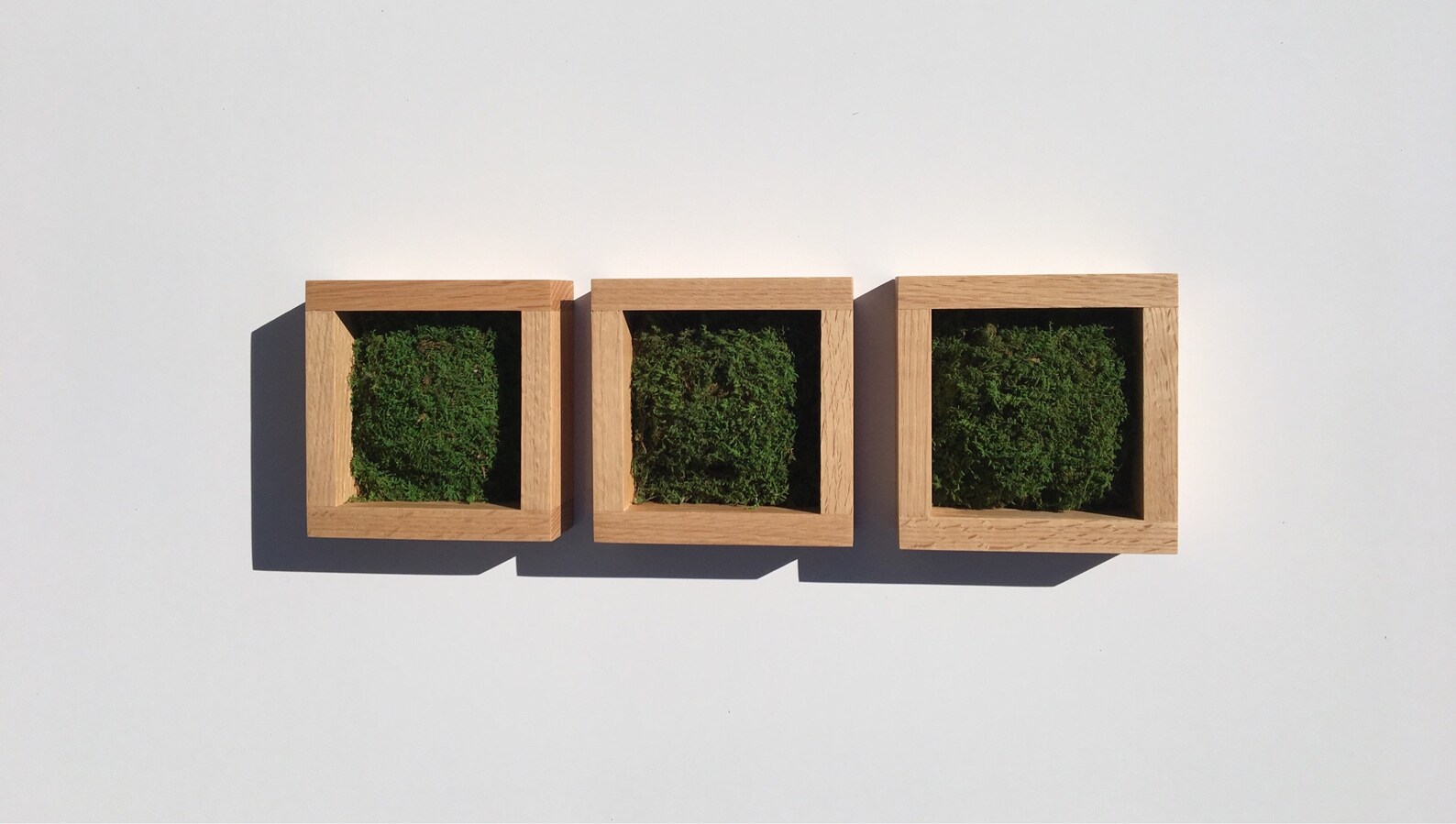 Shadow Box Frame moss art Moss wall Wall shadow box | Etsy