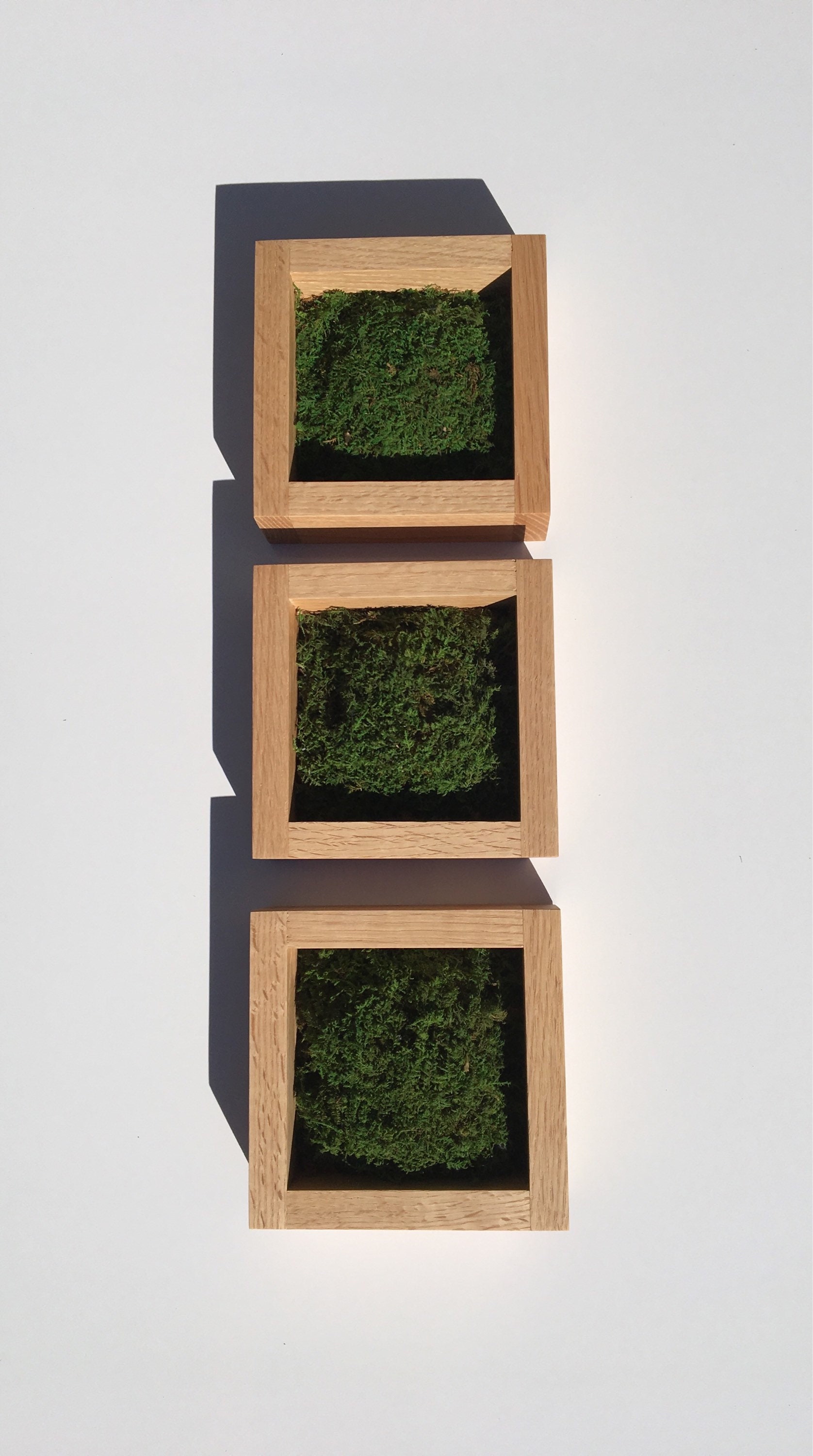 Shadow Box Frame Moss Art Moss Wall Wall Shadow Box - Etsy UK