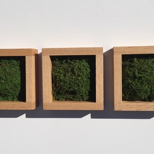 Shadow Box Frame - Moss Art - Moss Wall - Wall Shadow Box - Oak . - Etsy
