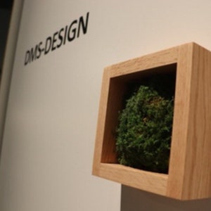 Shadow Box Frame - Moss Art - Moss Wall - Wall Shadow Box - Oak . - Etsy