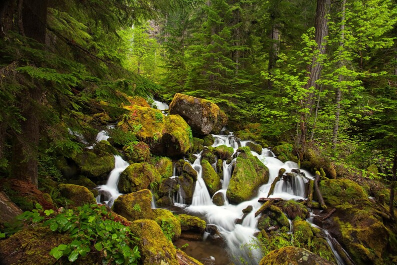 Oregon Waterfall Landscape Photo, Forest Landscape, Woodland ...