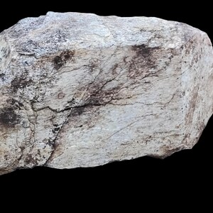 HUGE Petrified Wood Ossified Tree From Central Georgia White Oak 27 ...