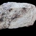 HUGE Petrified Wood Ossified Tree From Central Georgia White Oak 27 ...