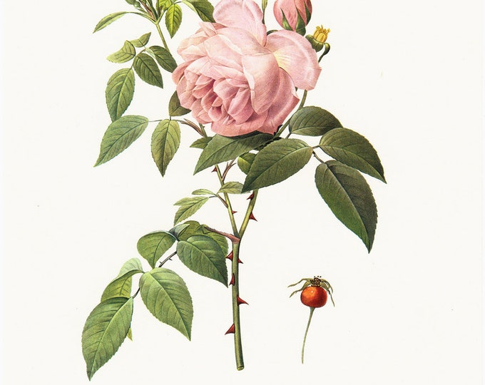 ROSE Original Vintage Botanical Print, Roses, Fragrant Rose of India - Etsy