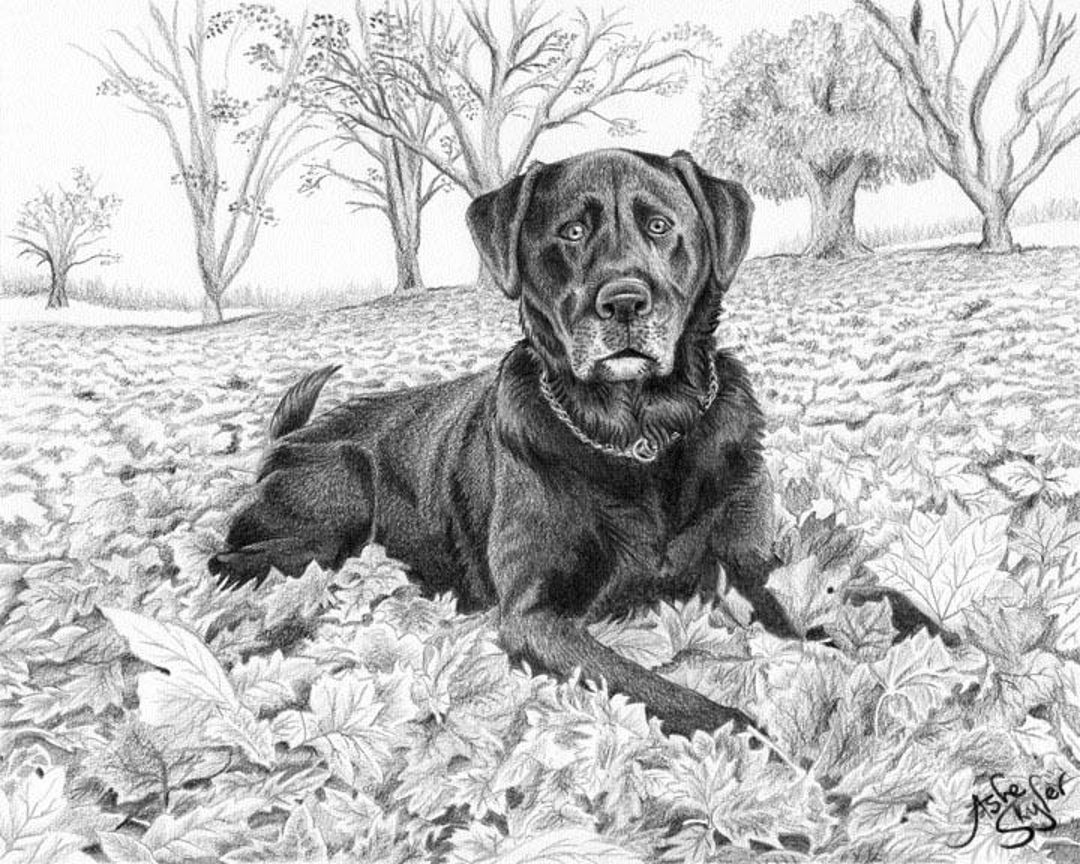 Custom Hand Drawn Pencil Drawings, Illustrations, and Portraits of Pets ...