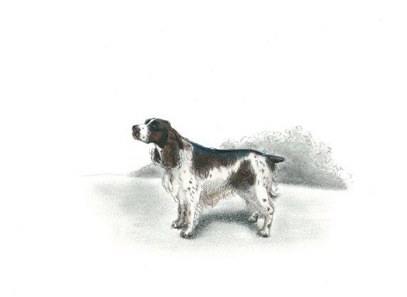 English Springer Spaniel Dog Art Vintage Style Print | Etsy