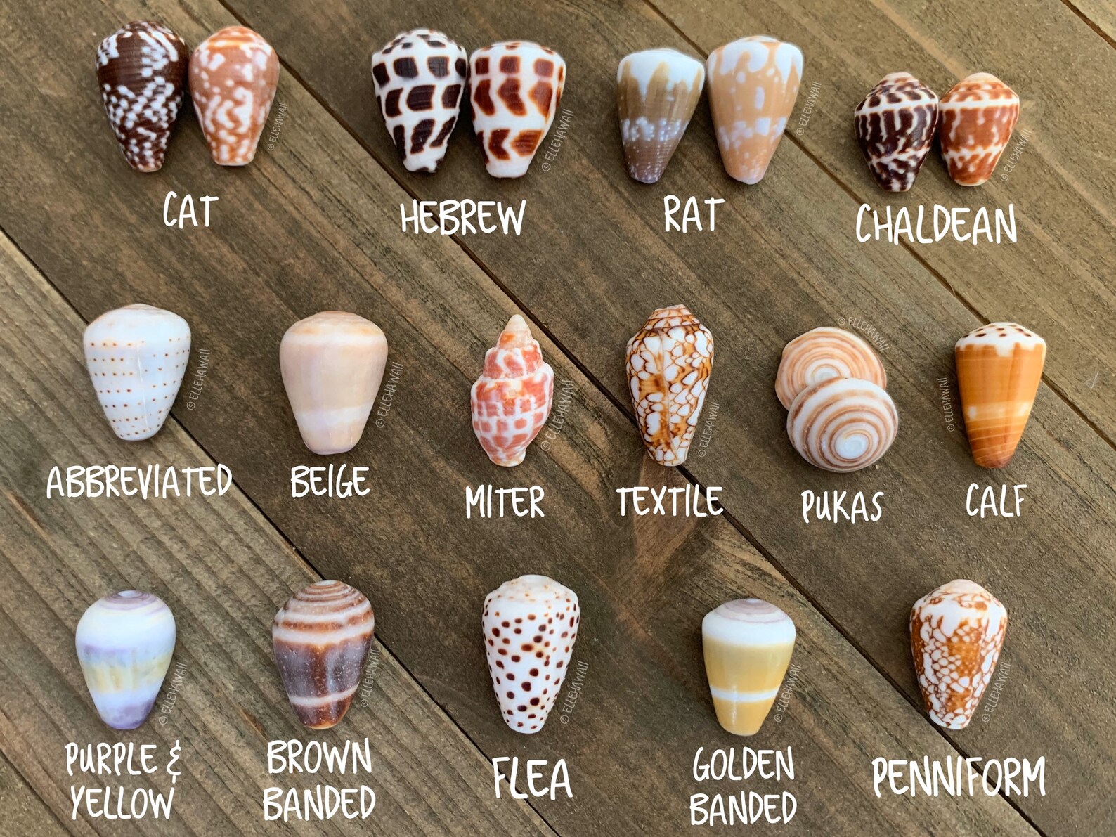 Custom Gold Hawaiian Shell Bangle Shell Bangles Made in | Etsy