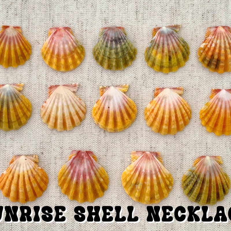 Sunrise Shell - Etsy