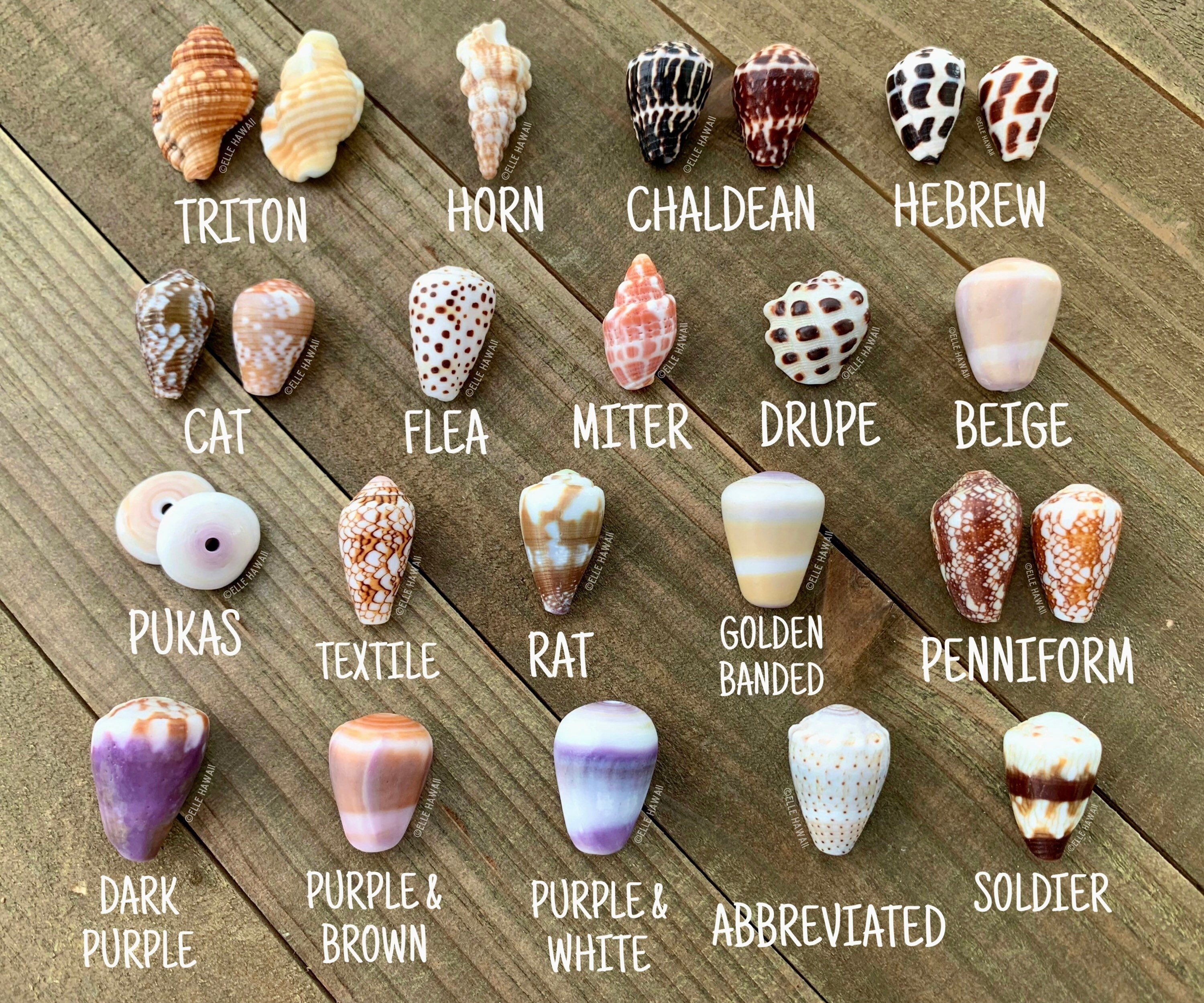 Custom Gold Hawaiian Shell Bangle Shell Bangles Made in | Etsy