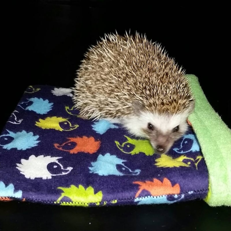 Hedgehog Bed - Etsy