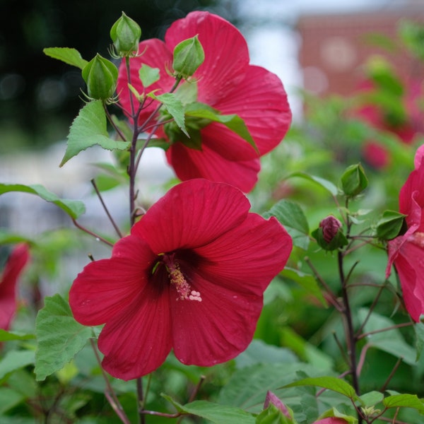 Hardy Hibiscus Live Plant - Etsy