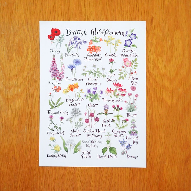 British Wildflowers A4 Poster Nature Print - Etsy UK