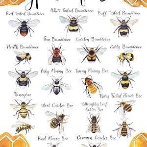 Types of Bee A4 Wildlife Poster Common British Bee Identification ...