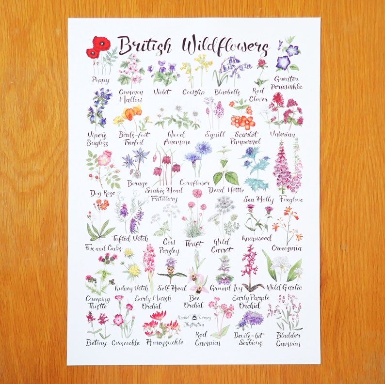 British Wildflowers Large Poster A3 Botanical Nature Print - Etsy UK