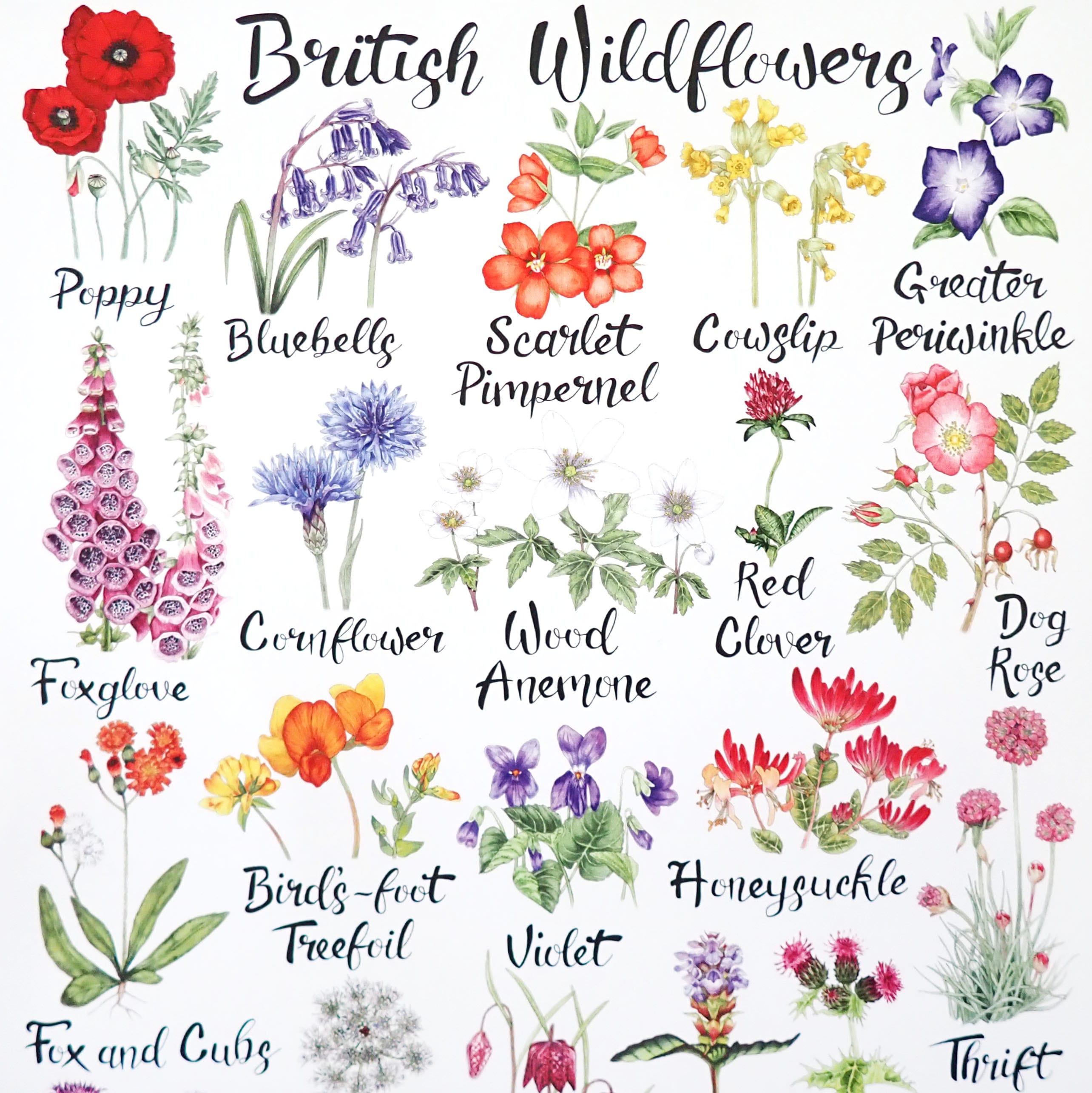 British Wildflowers A4 Poster Nature Print - Etsy