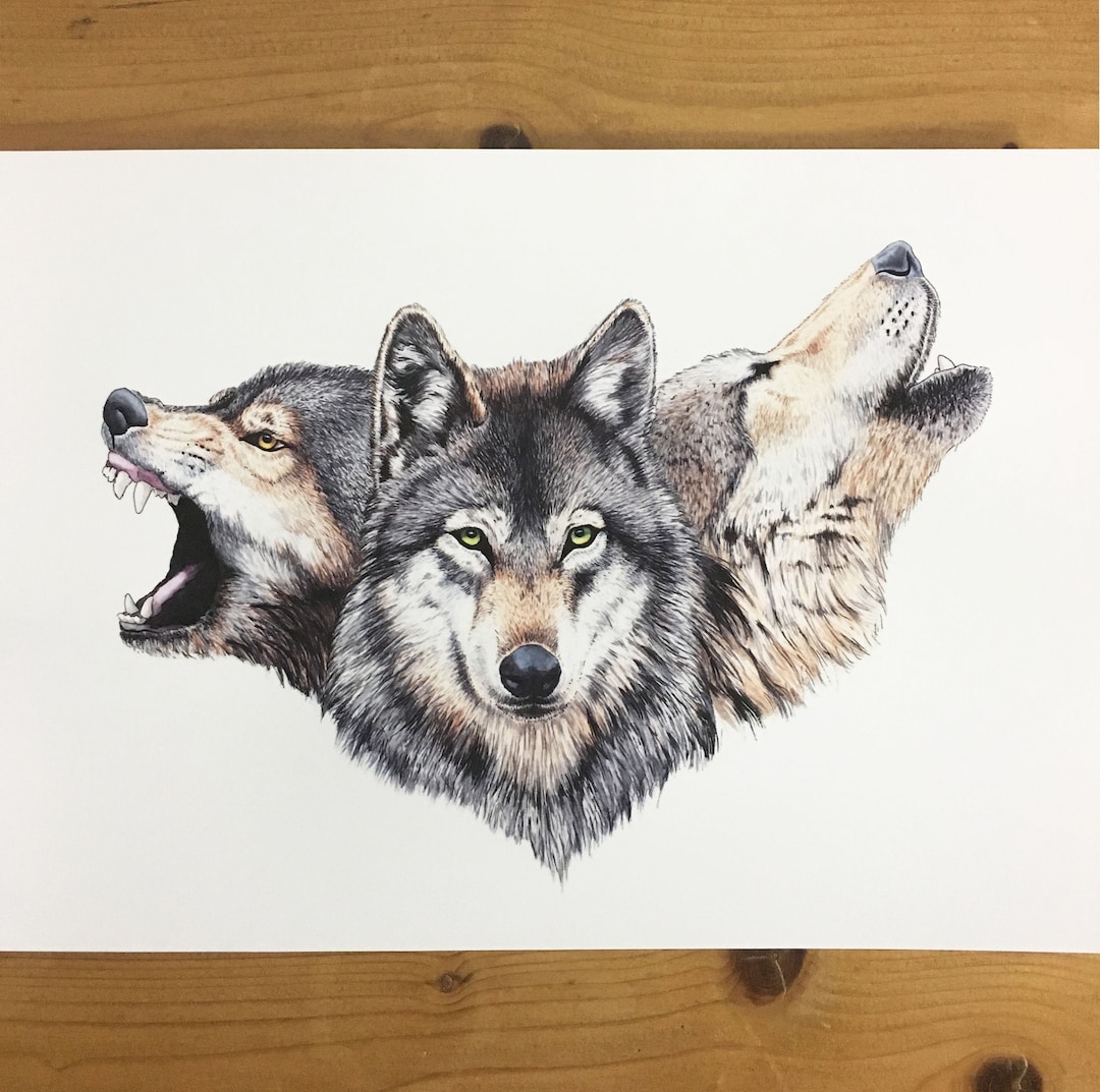 Three Wolves Art Print High Quality Digital A4 Print Grey Wolves (canis ...