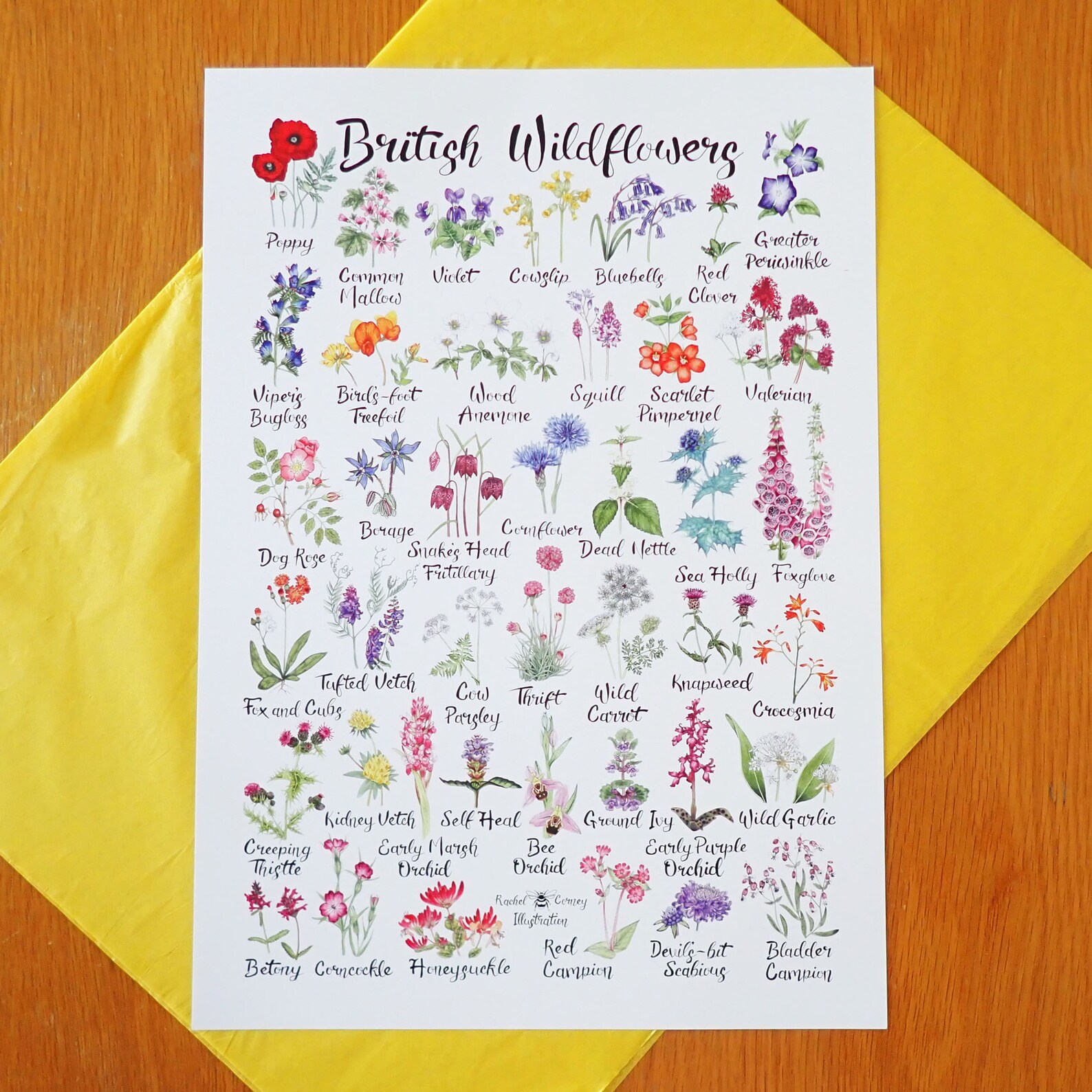 British Wildflowers Large Poster A3 Botanical Nature Print - Etsy UK
