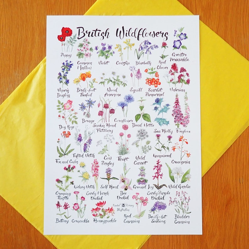British Wildflowers Large Poster A3 Botanical Nature Print - Etsy UK