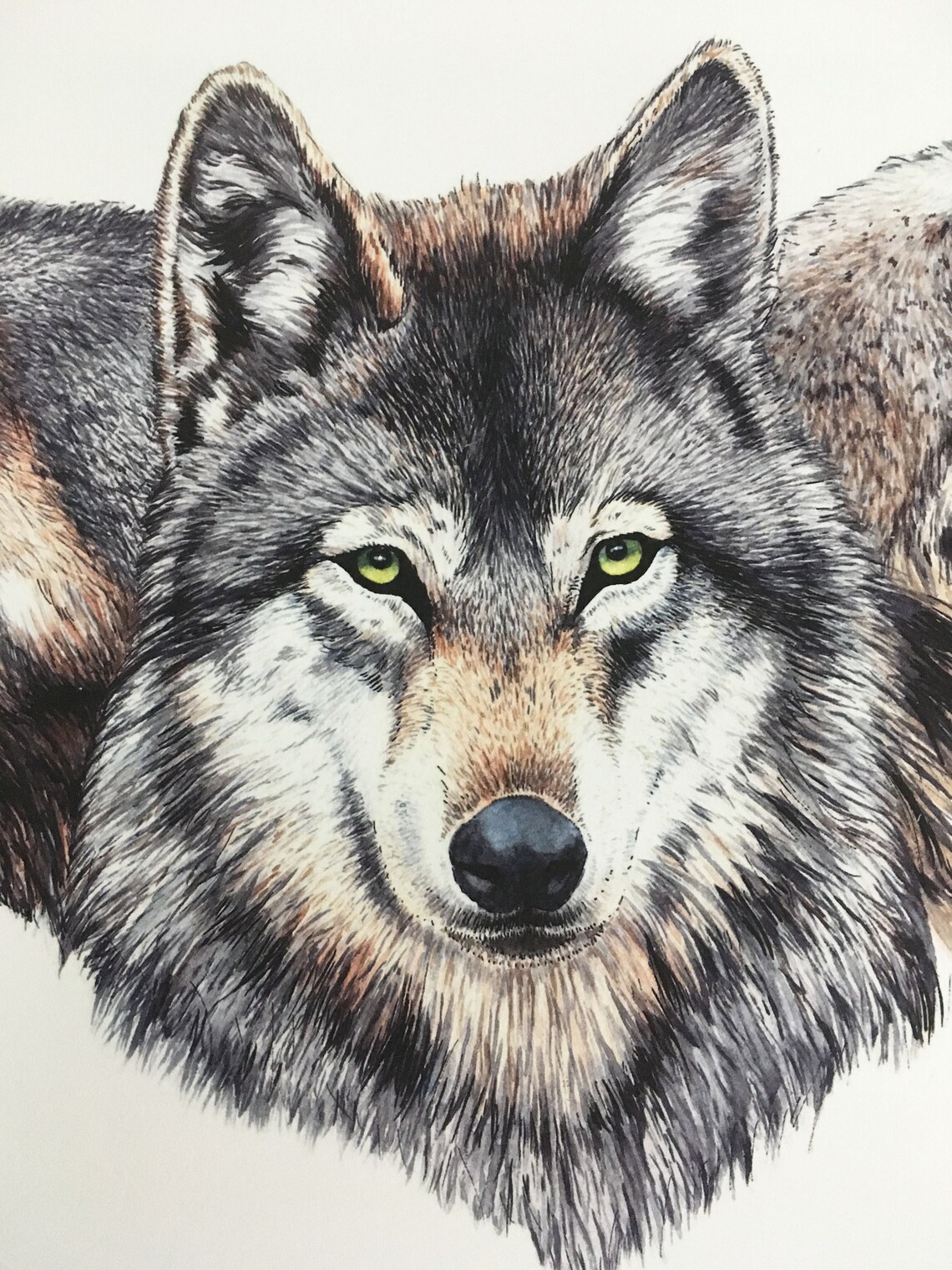 Three Wolves Art Print High Quality Digital A4 Print Grey Wolves (canis ...
