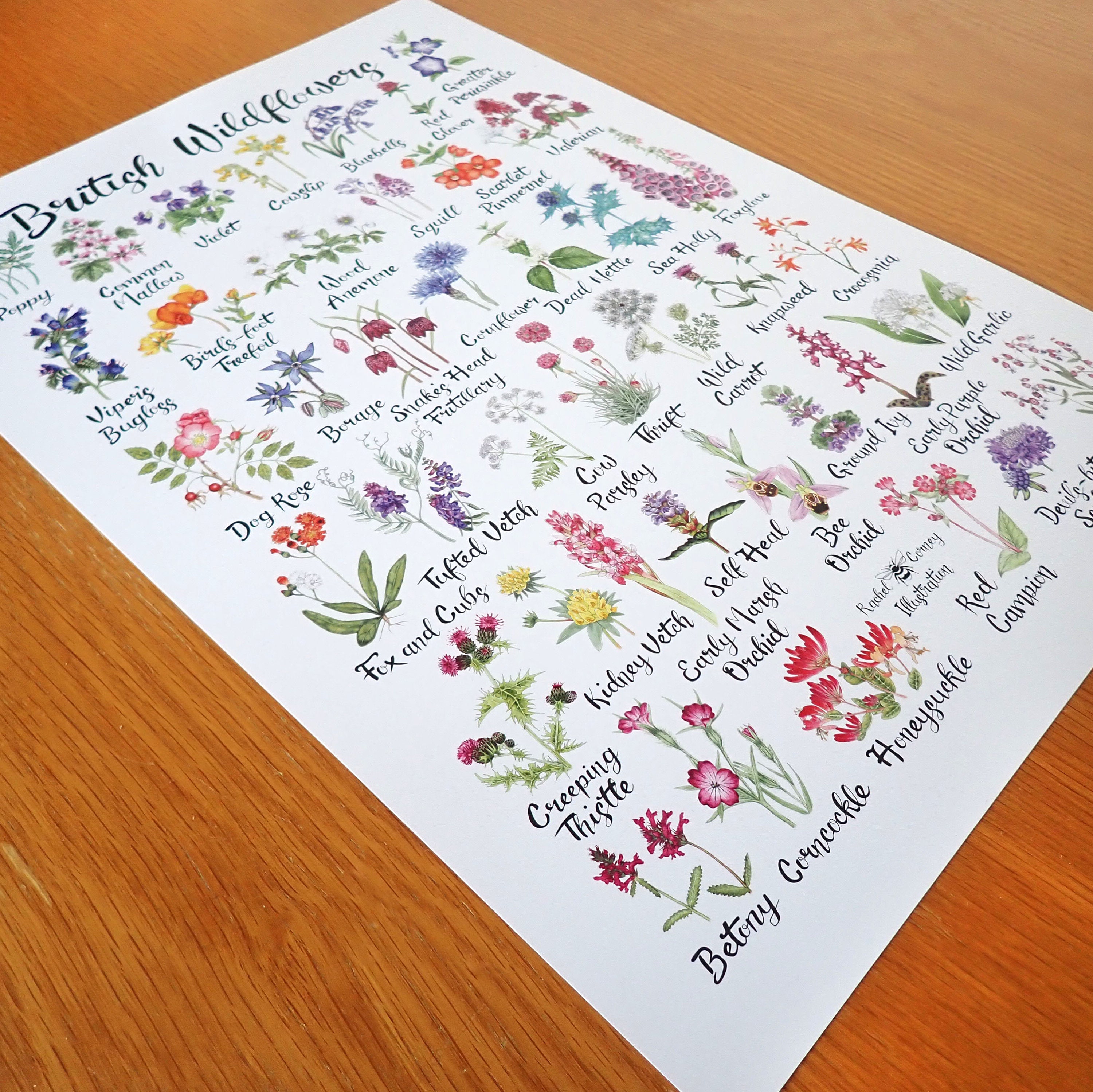 British Wildflowers Large Poster A3 Botanical Nature Print - Etsy UK