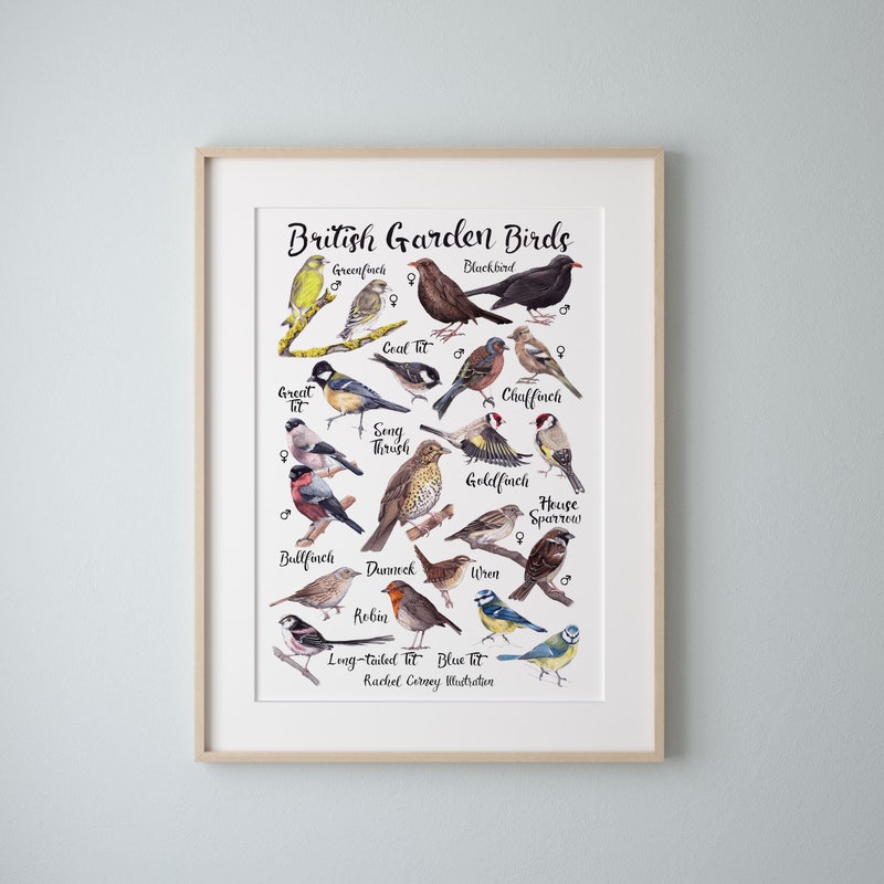 British Birds Poster - Etsy UK