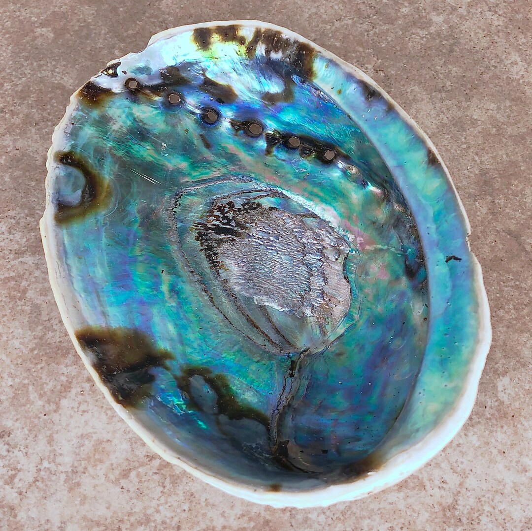 Abalone Shell Smudge Bowl Abalone Sea Shell Burning Sage and Incense ...