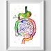 Intestine Watercolor Art Print, Human Organs, Anatomy Art, Digestive ...