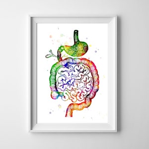 Intestine Watercolor Art Print, Human Organs, Anatomy Art, Digestive ...